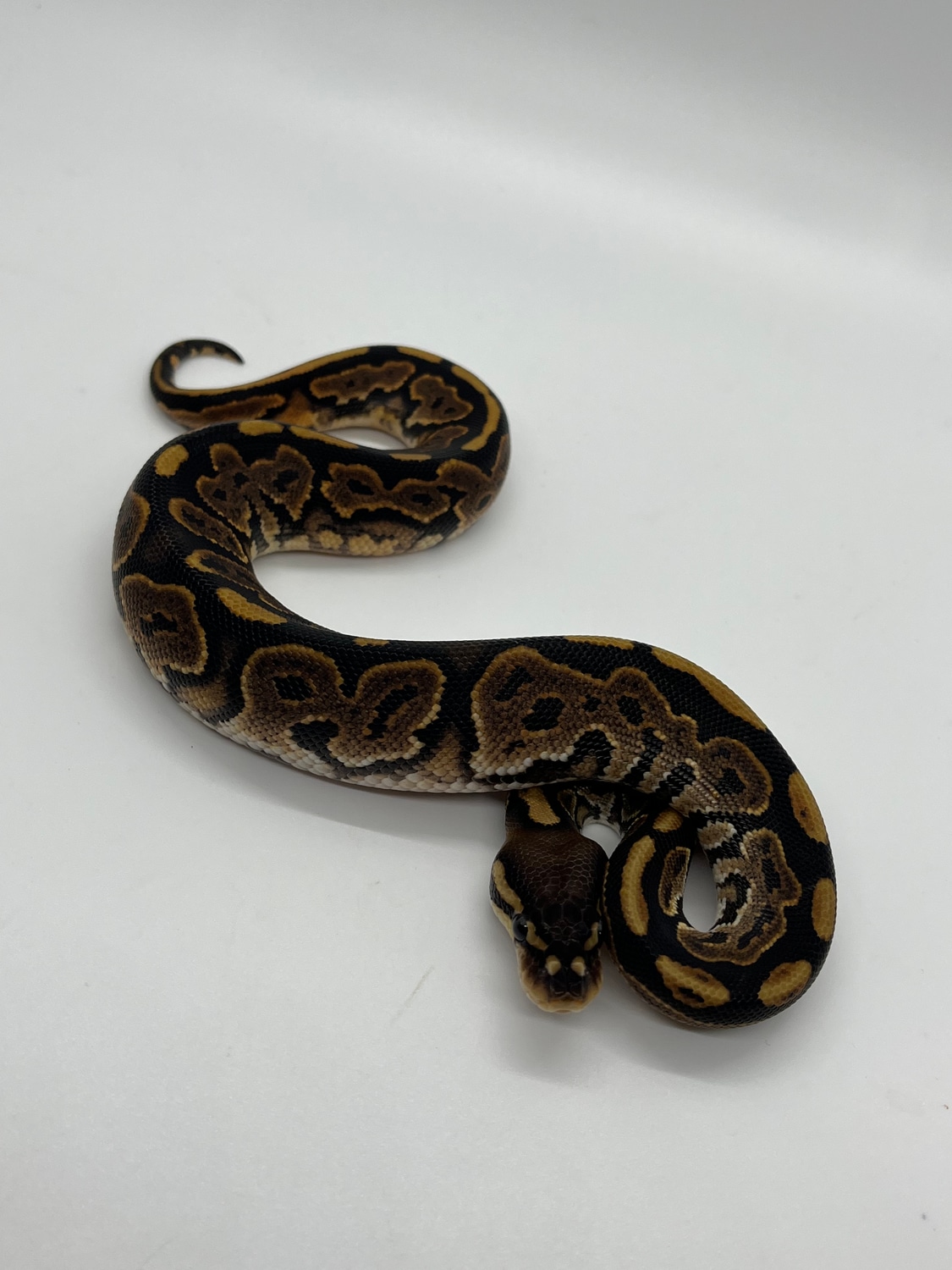 Holiday Sale! Black Pastel Het Clown Ball Python by Suddenly Snakes ...