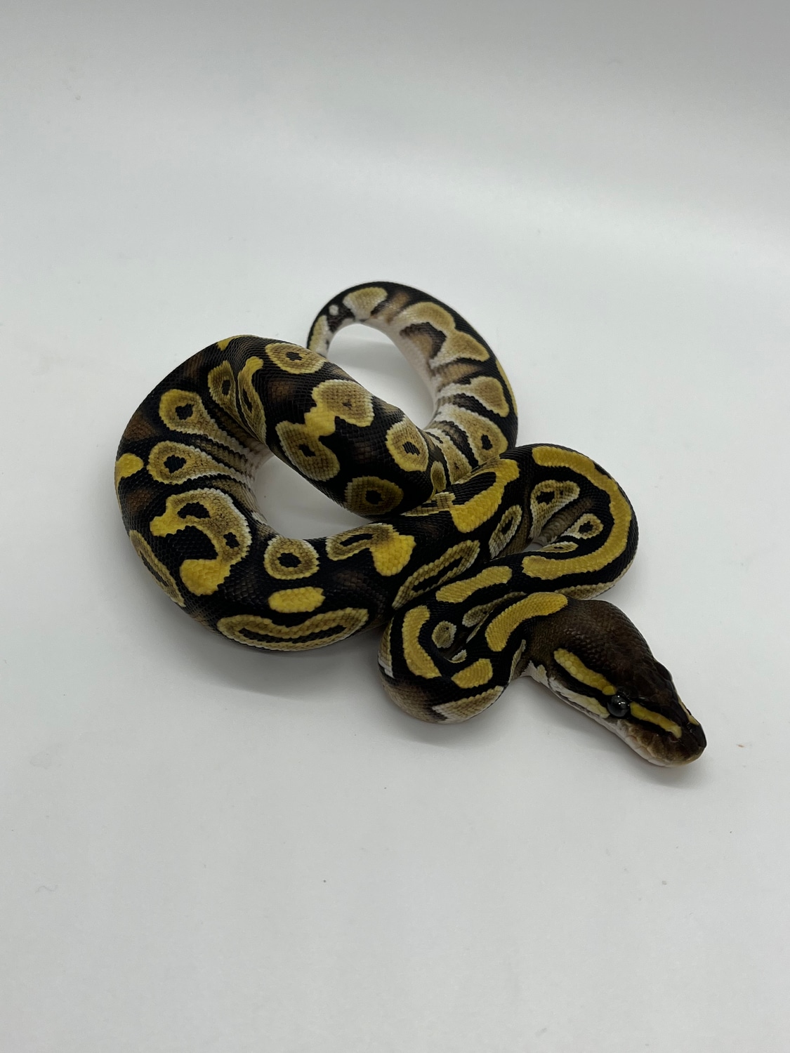 Holiday Sale! Mojave Het Clown Ball Python by Suddenly Snakes - MorphMarket