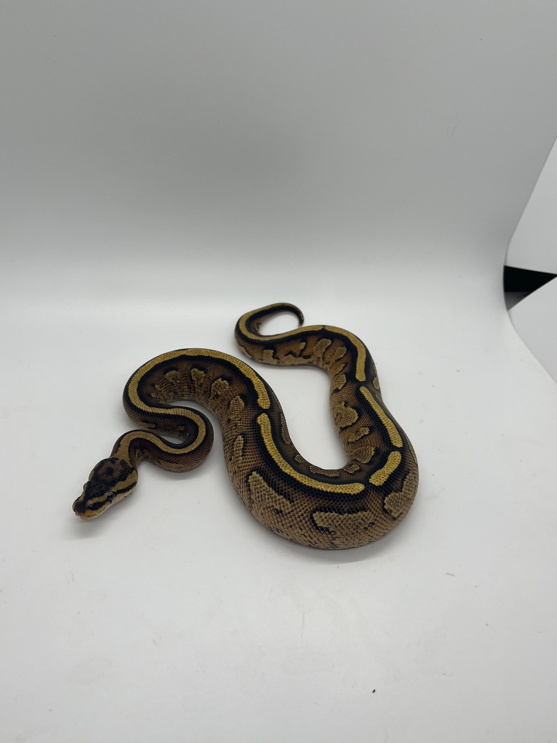 Gravel Spector Ball Python by Suddenly Snakes - MorphMarket