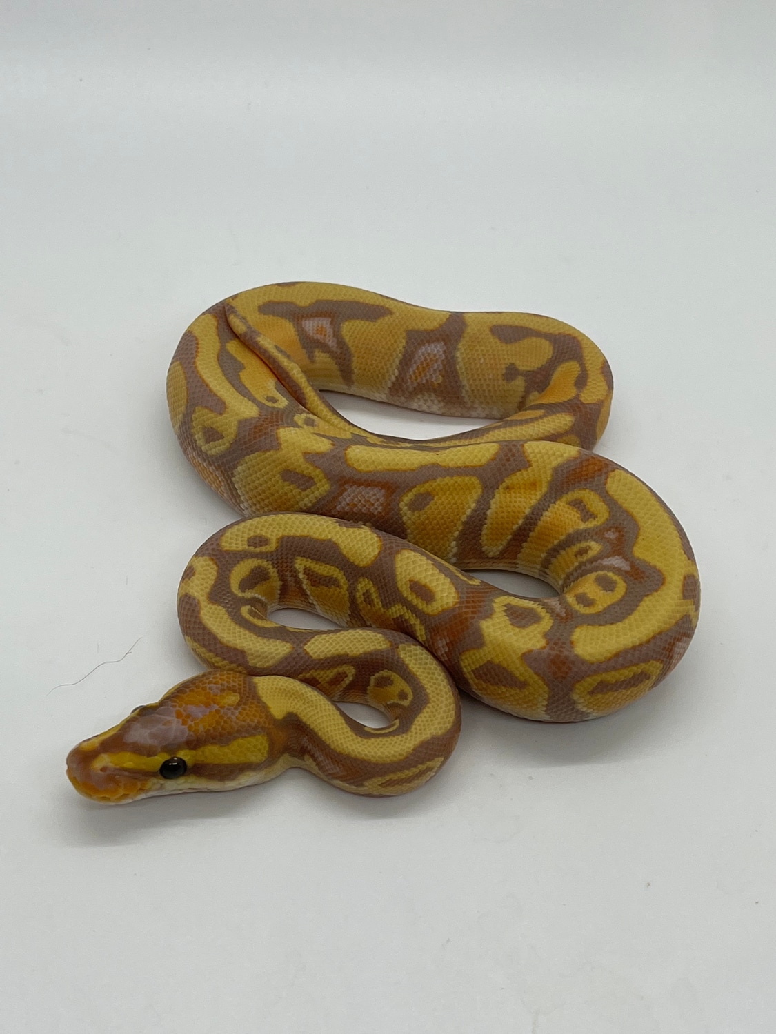 Holiday Sale! Banana Fire Het Clown Ball Python by Suddenly Snakes ...