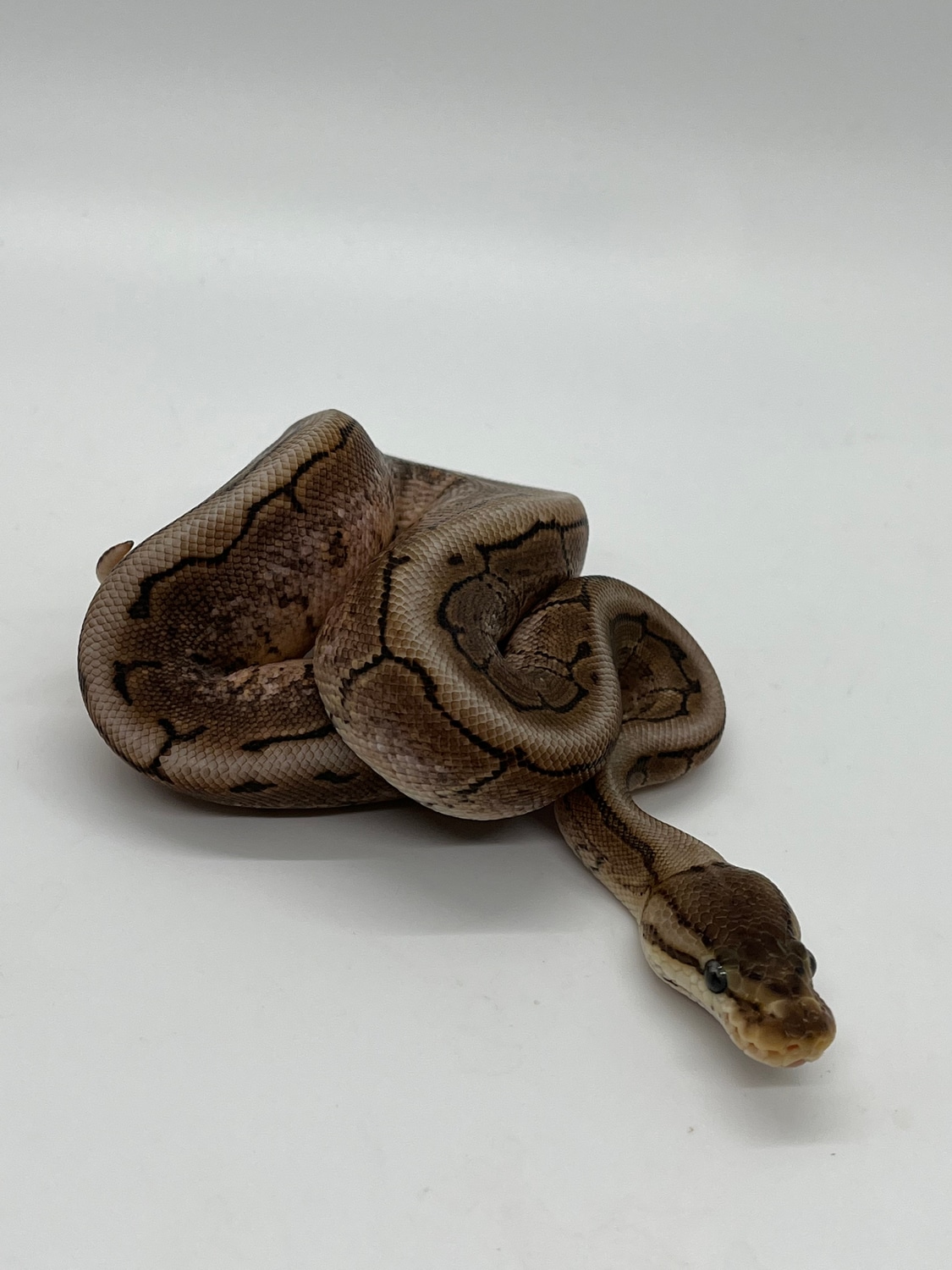 Spider Cinnamon Pinstripe Het Clown Ball Python by Suddenly Snakes ...