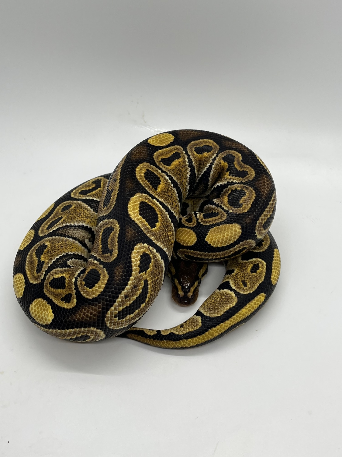 Special Ball Python by Suddenly Snakes - MorphMarket