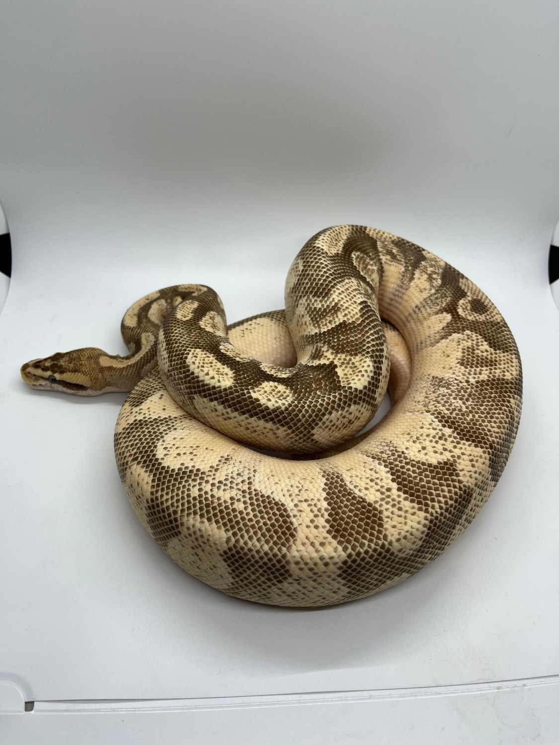 * Holiday Special* Mojave Enchi Firefly Ball Python by Suddenly Snakes ...