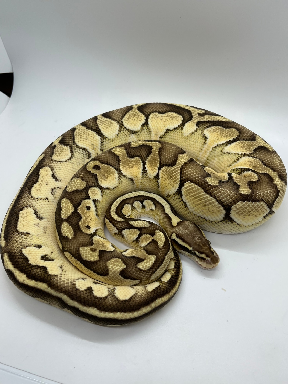 Lesser Super Pastel Ball Python by Suddenly Snakes - MorphMarket