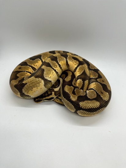 Pastel Enchi Ball Python by Closed