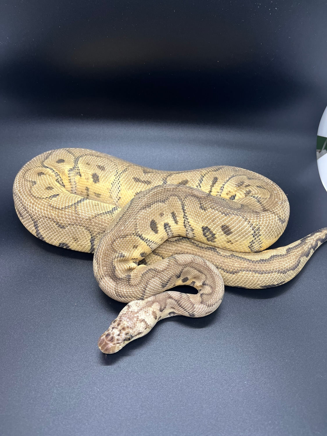 Killer Clown Ball Python by Suddenly Snakes - MorphMarket