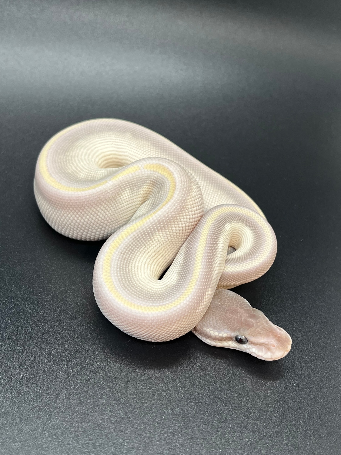 Purple Passion Het Clown Pos Banana Ball Python by Closed - MorphMarket