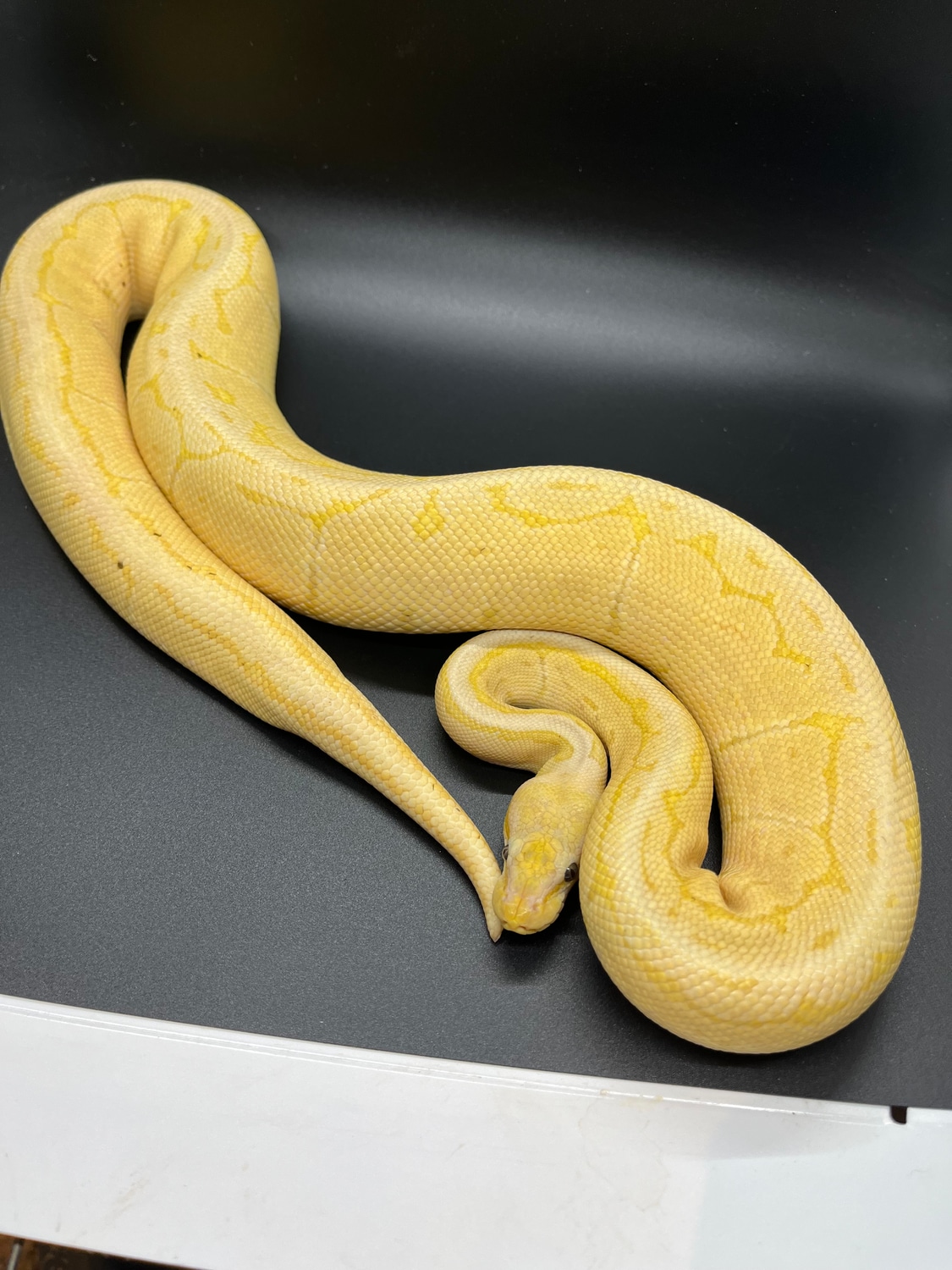 Banana Pastel Pinstripe Ball Python by Suddenly Snakes - MorphMarket