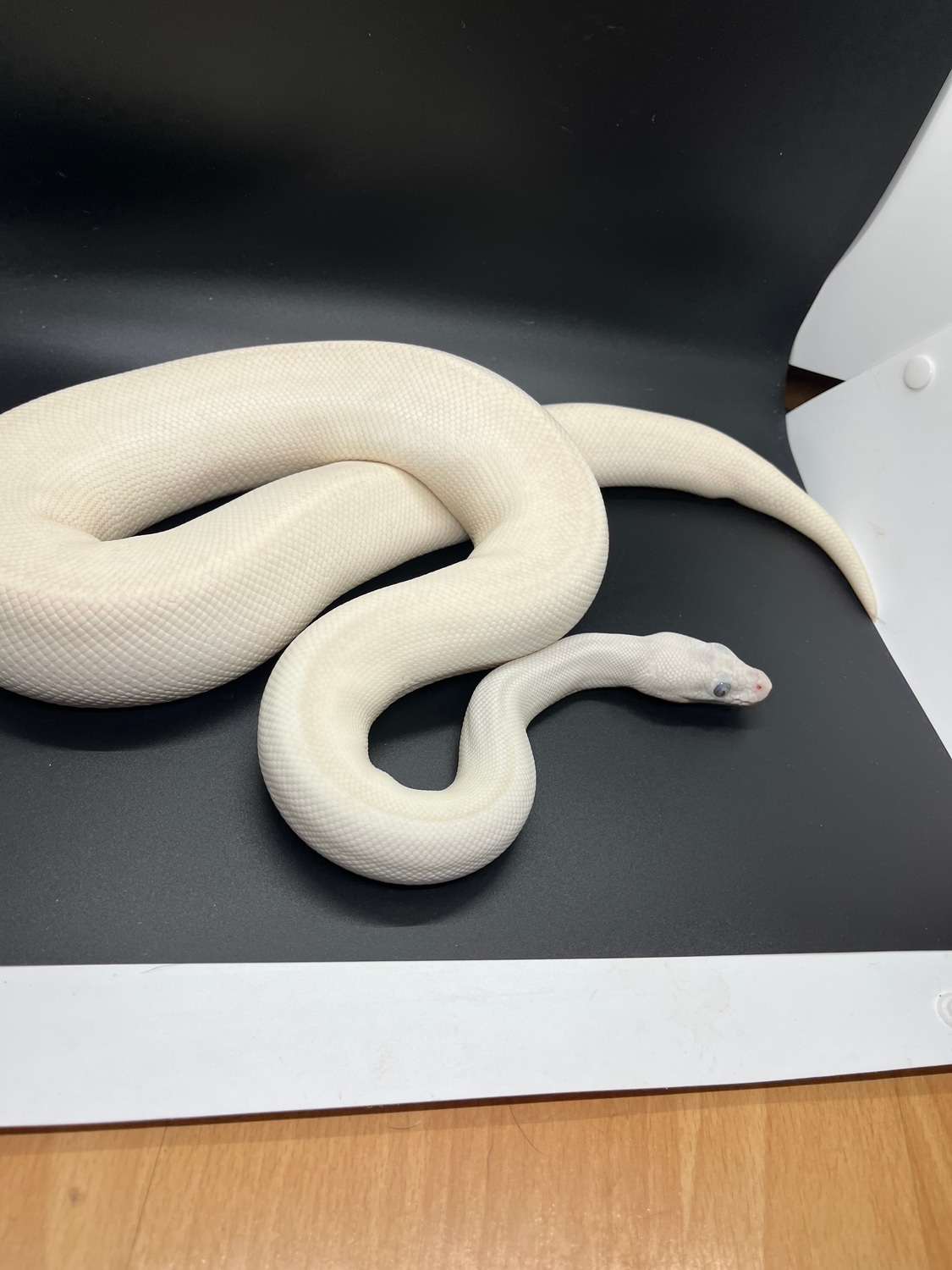 Super Lesser Ball Python by Suddenly Snakes - MorphMarket