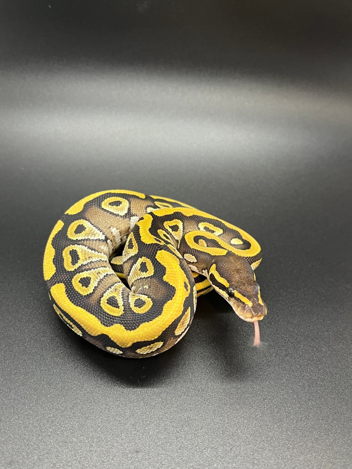 Phantom Mojave Het Clown Ball Python by Suddenly Snakes - MorphMarket