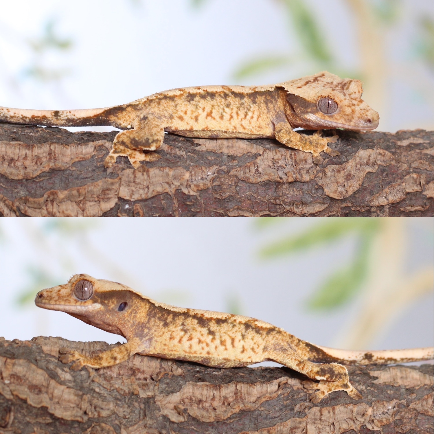 Extreme Harlequin *poss Male* Crested Gecko by Apex Predator Geckos ...