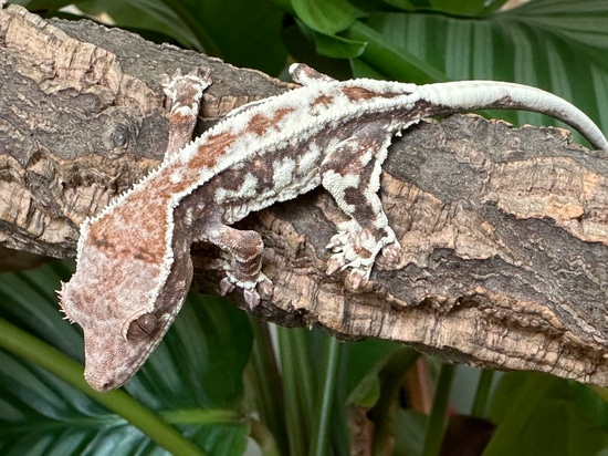 Stunning Frappuccino From Proven UK Cappuccino Line Crested Gecko by ...