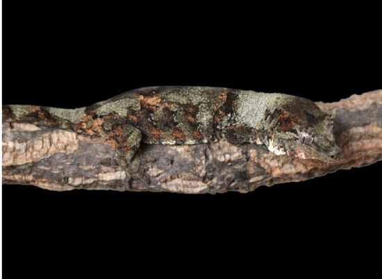 Hypernova Chahoua Gecko by Apex Predator Geckos