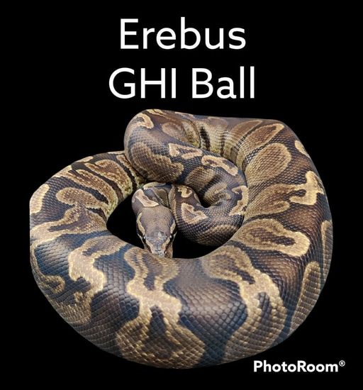 GHI (Proven Breeder) Ball Python by Sugar Hill Ball Pythons