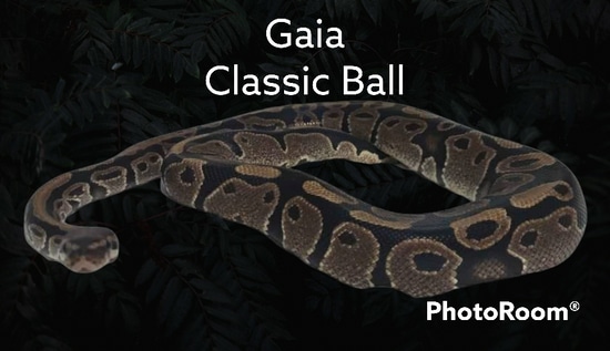 Normal RTB Proven Female Ball Python by Sugar Hill Ball Pythons