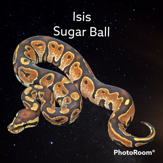 Sugar Female Ball Python by Sugar Hill Ball Pythons