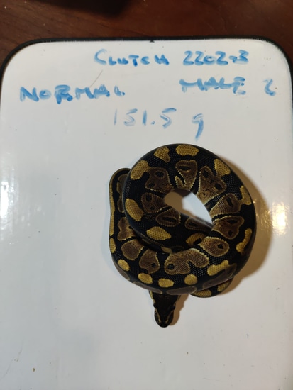 Normal Male Hatchling Ball Python by Sugar Hill Ball Pythons