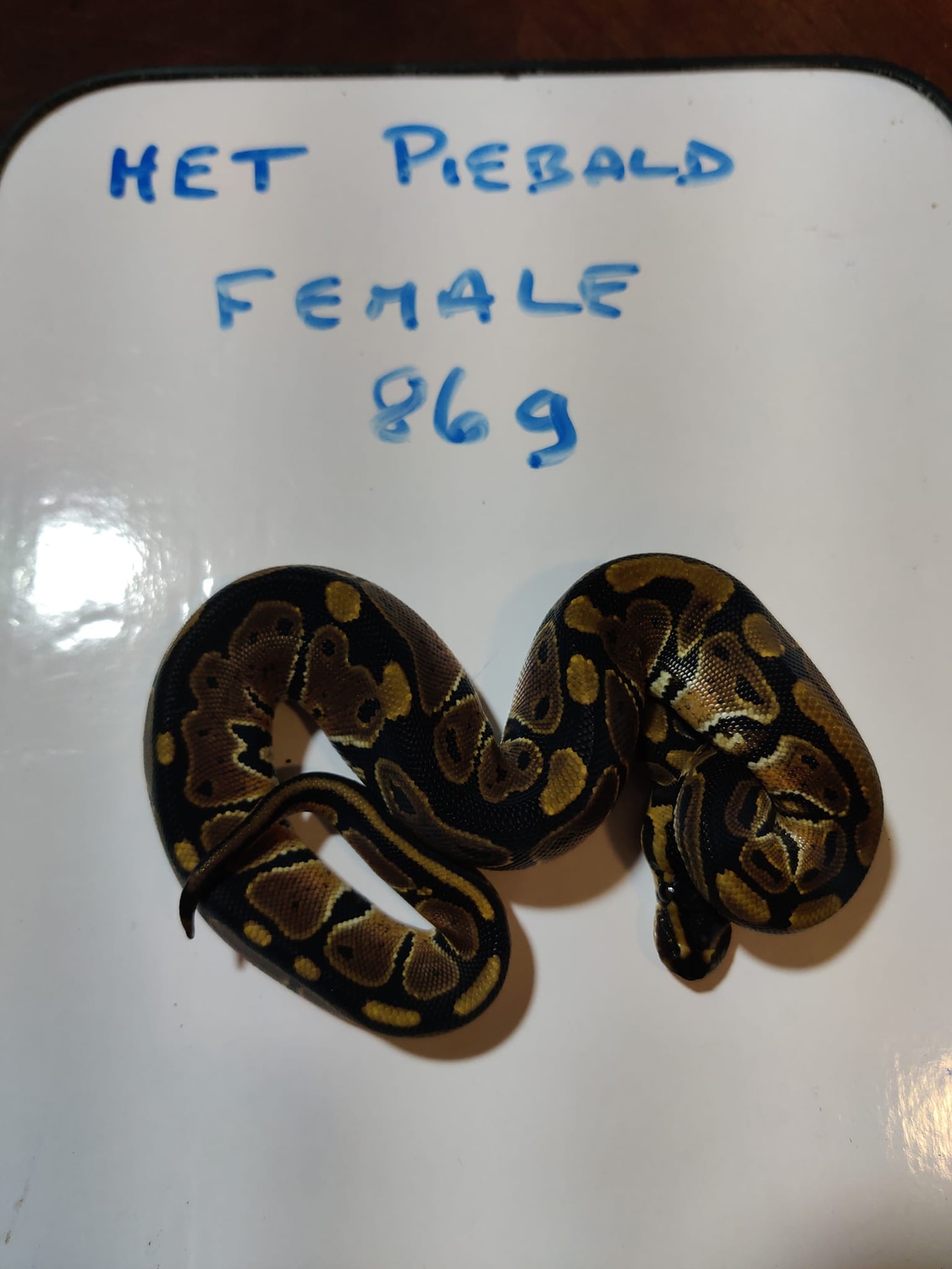 100% Het Pied Female Hatching Ball Python by Sugar Hill Ball Pythons ...