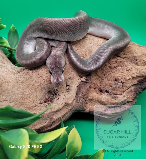 Silver Bullet (Super Cinny Pastel) Ball Python by Sugar Hill Ball Pythons