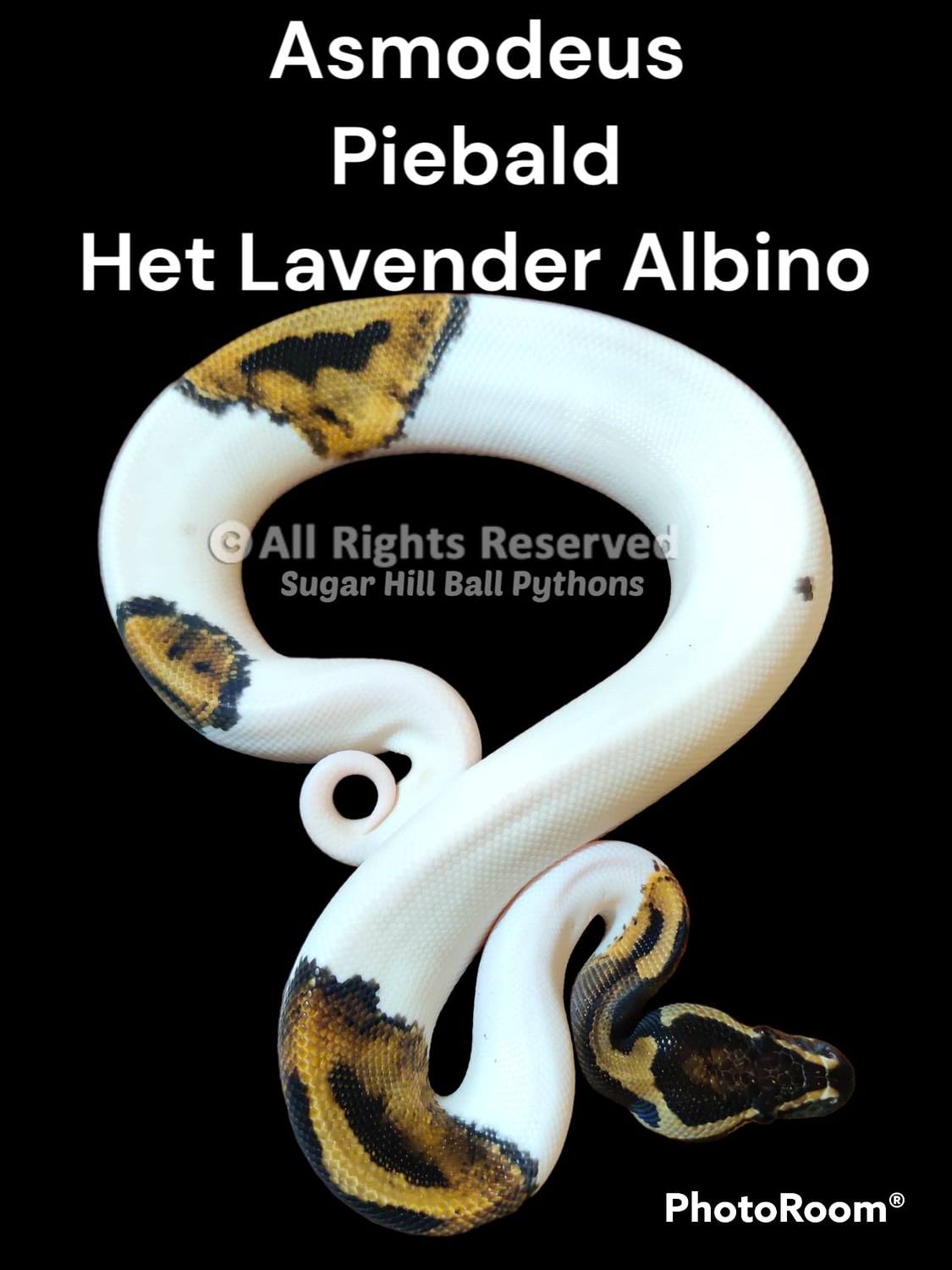 Piebald 100% Het Lavender Albino Ball Python by Sugar Hill Ball Pythons ...