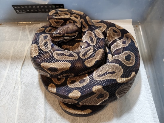 Wild Caught Normal "Dinker" Ball Python by Sugar Hill Ball Pythons