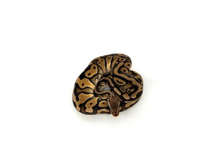 Pastel Mahogany 100% Het Clown Ball Python by Sugar Hill Ball Pythons ...