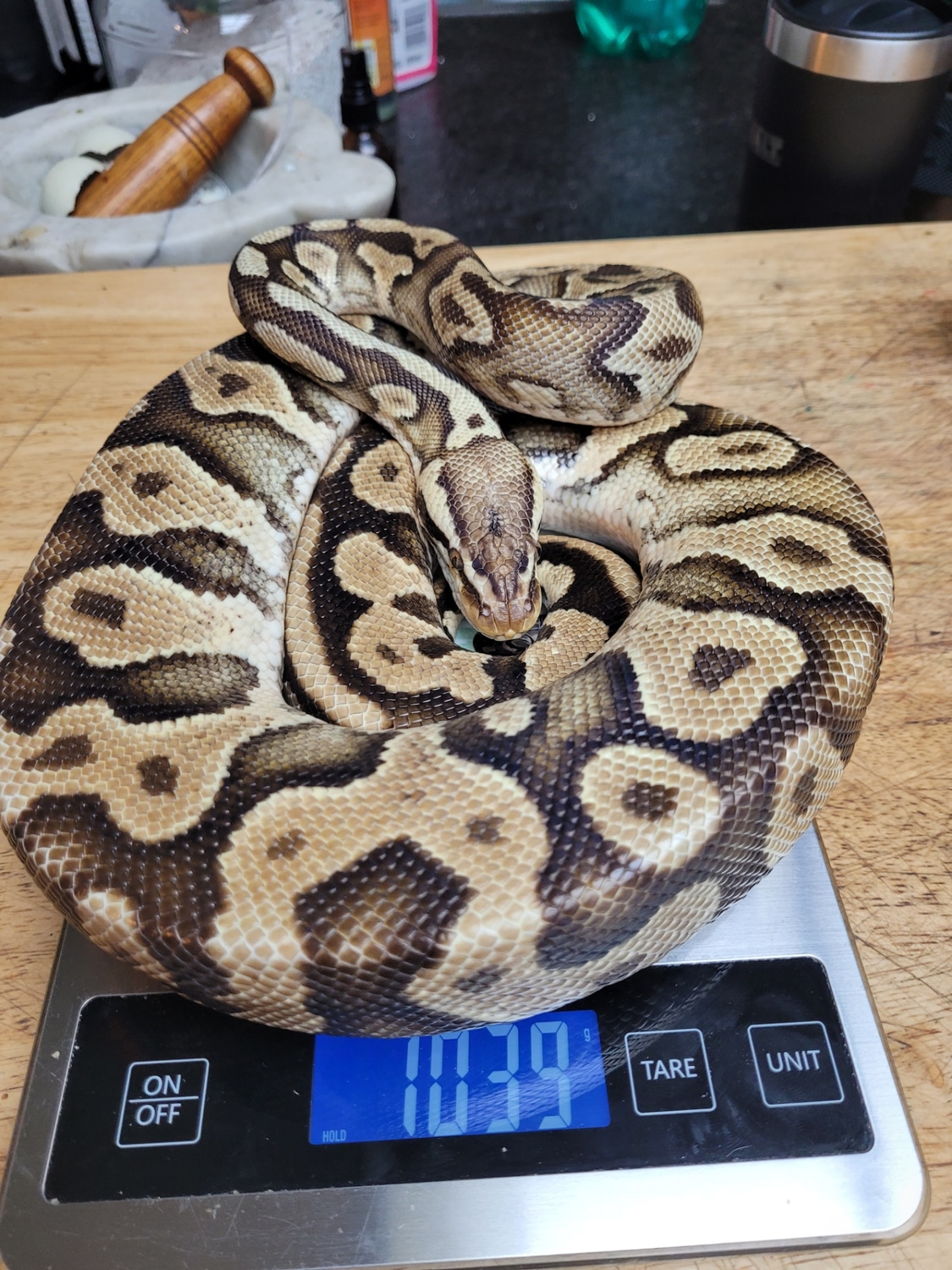 Pastel Leopard Yellow Belly Ball Python by Sugar Hill Ball Pythons - MorphMarket