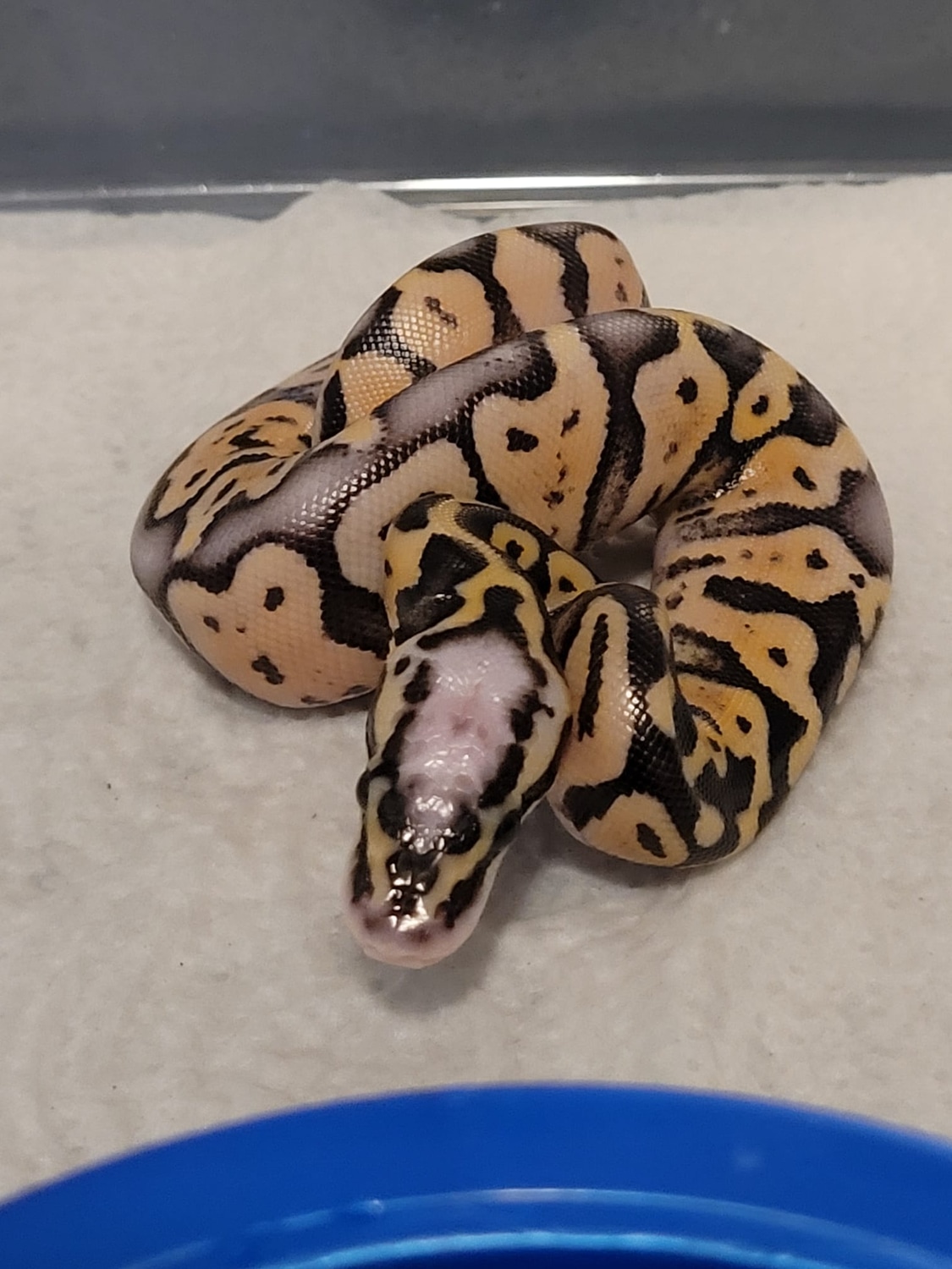 Super Pastel Ball Python by Sugar Hill Ball Pythons - MorphMarket
