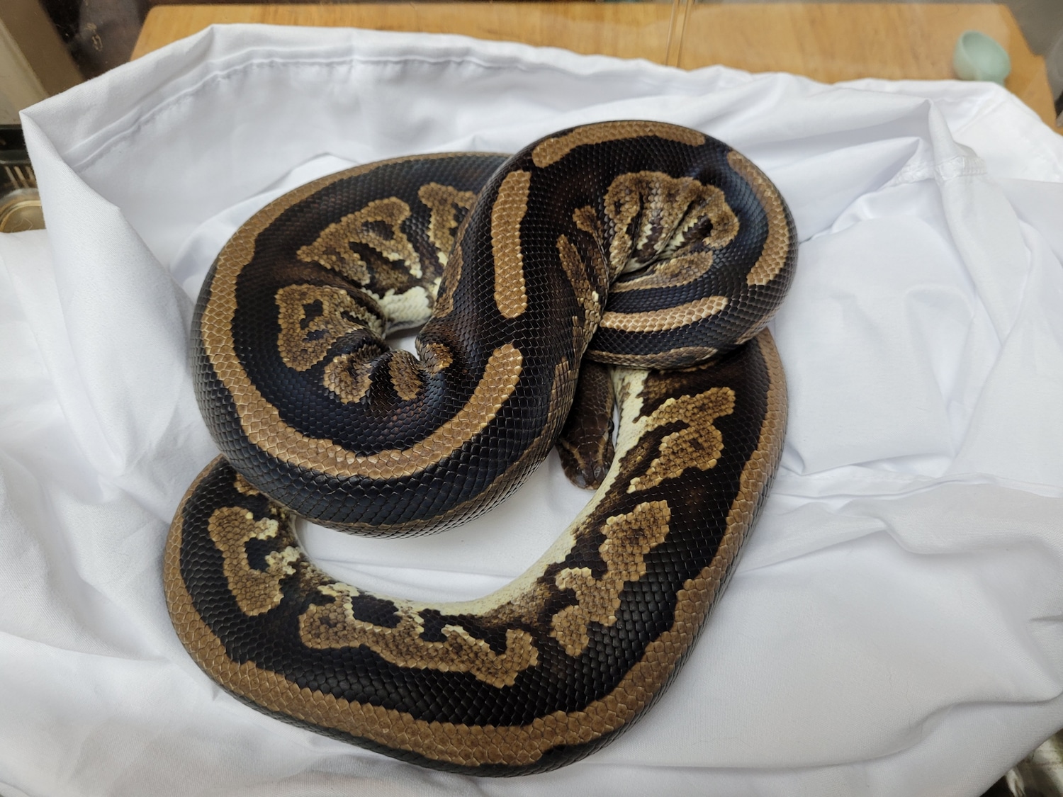 Cinnamon Ball Python by Sugar Hill Ball Pythons - MorphMarket
