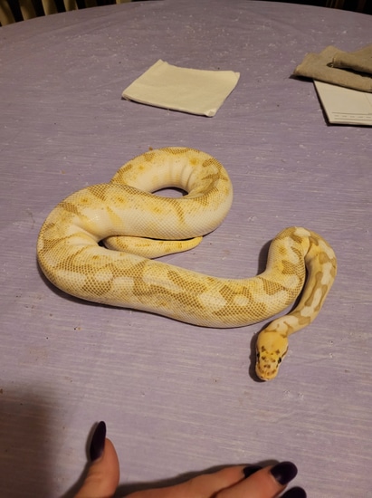 Butter Pastel Spider Yellow Belly *Queen Bee Yellow Belly* Ball Python ...