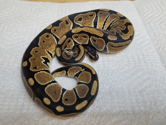 100% Het Pied Female Ball Python by Sugar Hill Ball Pythons
