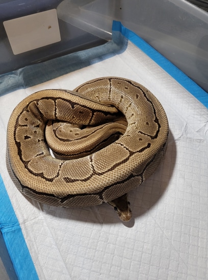 Flame Pinstripe Adult RTB Female Ball Python by Sugar Hill Ball Pythons