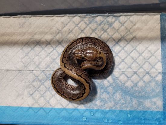 Cinnamon Pinstripe Ball Python by Sugar Hill Ball Pythons