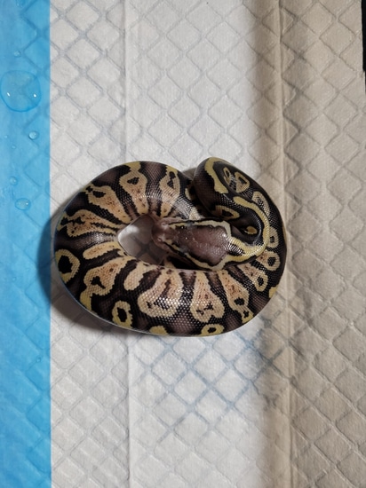 Pastel Cinnamon Ball Python by Sugar Hill Ball Pythons