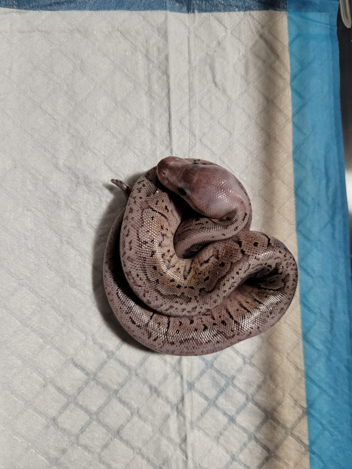 Pewter Blast Ball Python by Sugar Hill Ball Pythons - MorphMarket