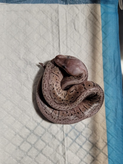 Pewter Blast Ball Python by Sugar Hill Ball Pythons