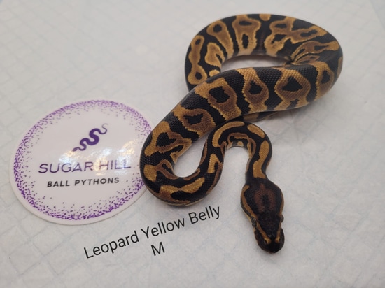 Leopard Yellow Belly Ball Python by Sugar Hill Ball Pythons