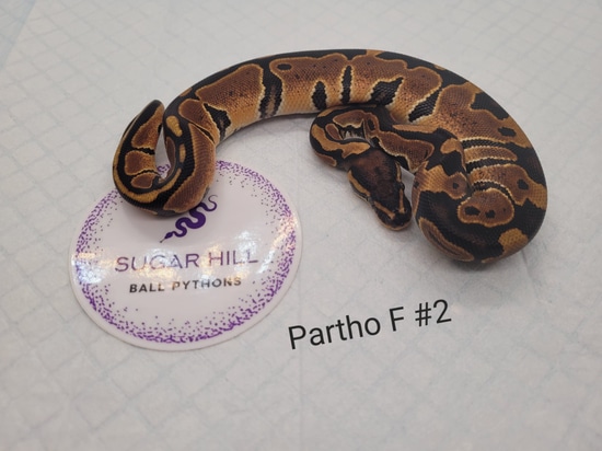 Normal - Free -Just Pay Shipping Or Pick Up Local! Ball Python by Sugar ...
