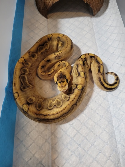 Champagne Enchi Ball Python by Sugar Hill Ball Pythons