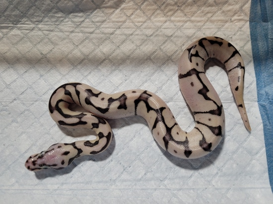 Fire Bee Het Axanthic (VPI) Ball Python by Sugar Hill Ball Pythons