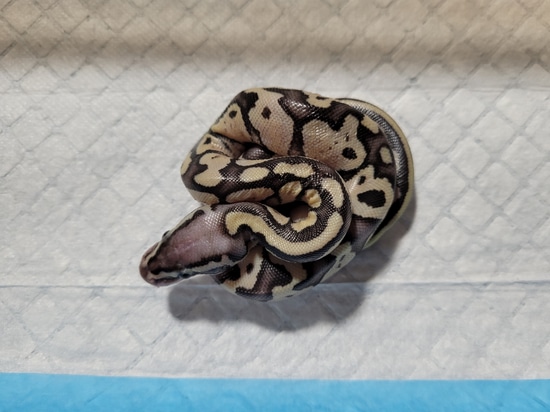 Firefly Het Axanthic (VPI) Ball Python by Sugar Hill Ball Pythons