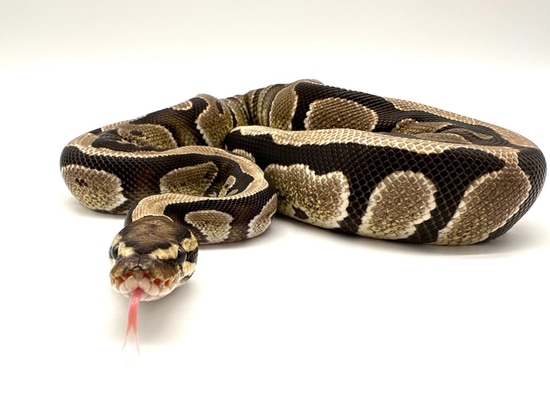 Disco Triple Het Axanthic (VPI), Hypo, Clown Ball Python by Sugar Hill ...