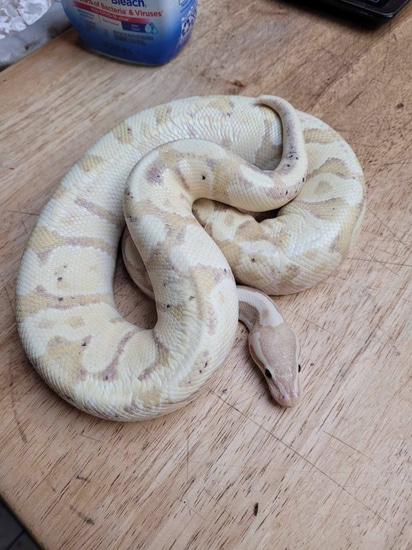 Pastel Banana Proven Breeder Male RTB Ball Python by Sugar Hill Ball ...