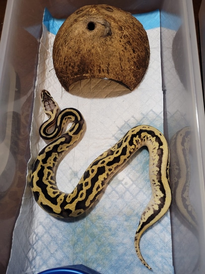Leopard Pastel Fire Het Piebald Het Axanthic (VPI) Ball Python by Sugar Hill Ball Pythons