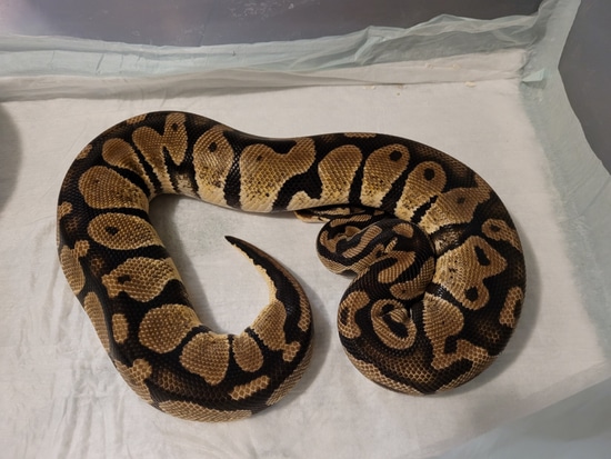 Pastel Female RTB Ball Python by Sugar Hill Ball Pythons