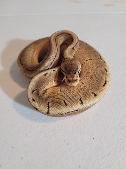 Fire Pinstripe Spider Het VPI Axanthic Ball Python by Sugar Hill Ball ...