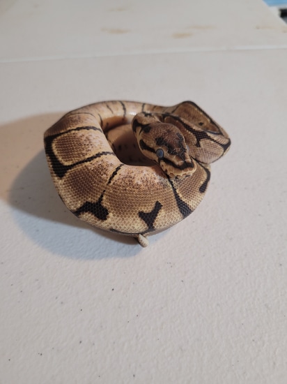 Fire Spider Het Axanthic (VPI) Ball Python by Sugar Hill Ball Pythons