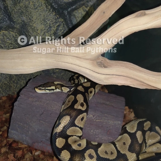 Pastel Adult RTB Male Ball Python by Sugar Hill Ball Pythons