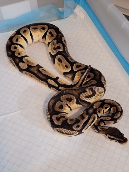 Pastel Orange Dream Ball Python by Sugar Hill Ball Pythons