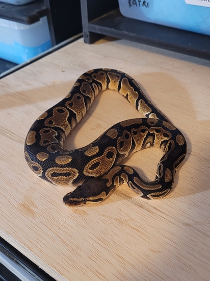Male Normal Het Genetic Stripe Het Clown Ball Python by Sugar Hill Ball Pythons
